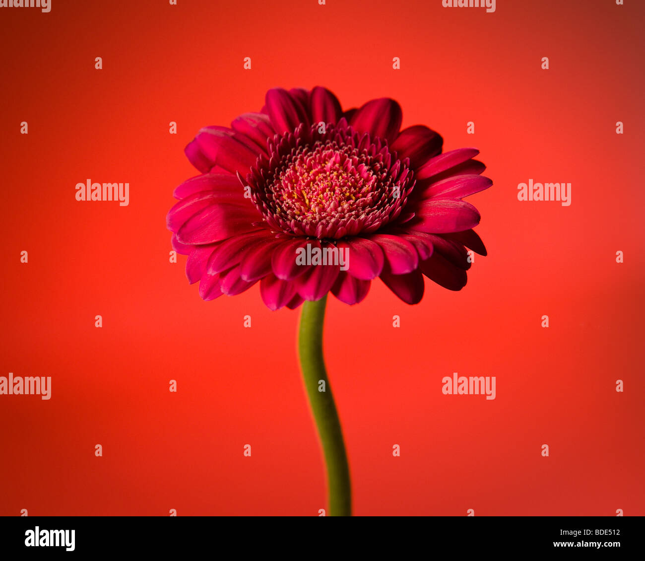 single closeup of a flower Stock Photo - Alamy