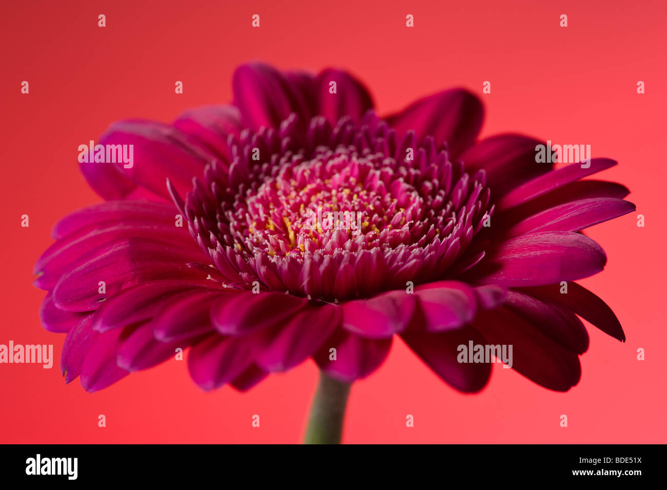 single closeup of a flower Stock Photo - Alamy
