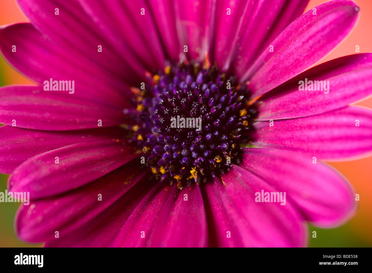 single closeup of a flower Stock Photo - Alamy