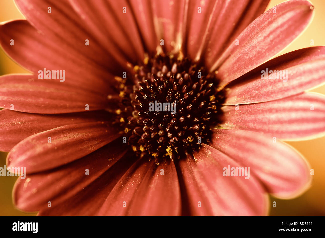 single closeup of a flower Stock Photo - Alamy
