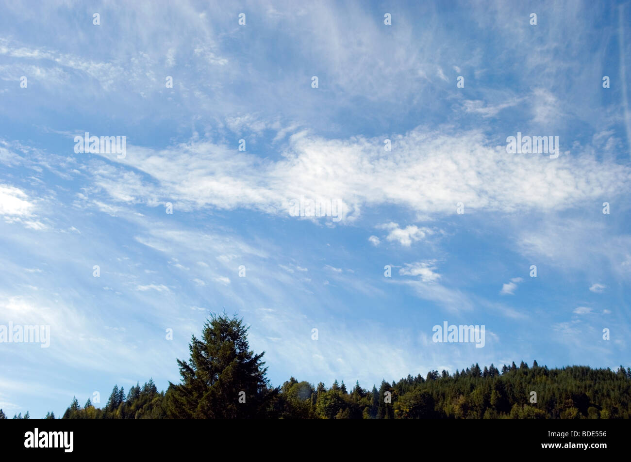 Trees and Sky Stock Photo - Alamy