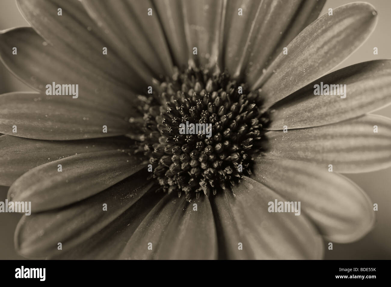 single closeup of a flower Stock Photo - Alamy