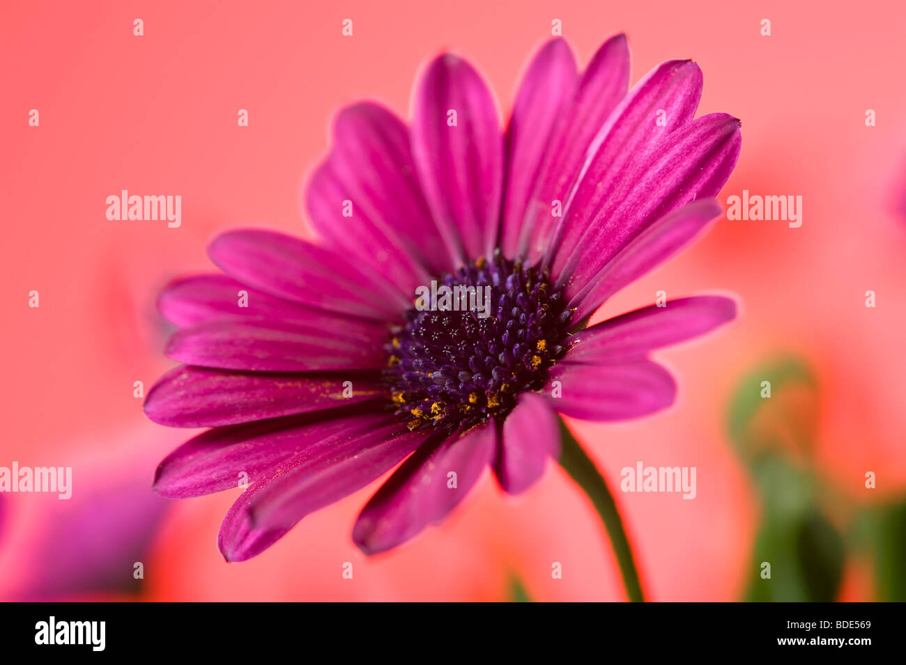 single closeup of a flower Stock Photo - Alamy