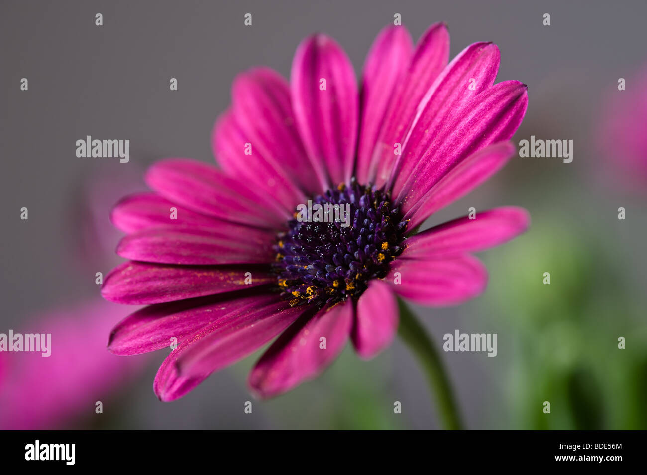 single closeup of a flower Stock Photo - Alamy