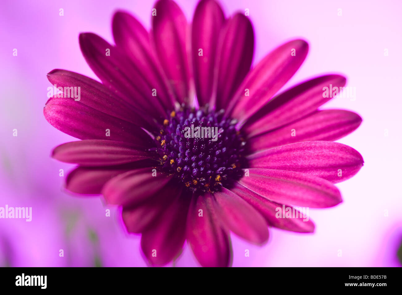 single closeup of a flower Stock Photo - Alamy