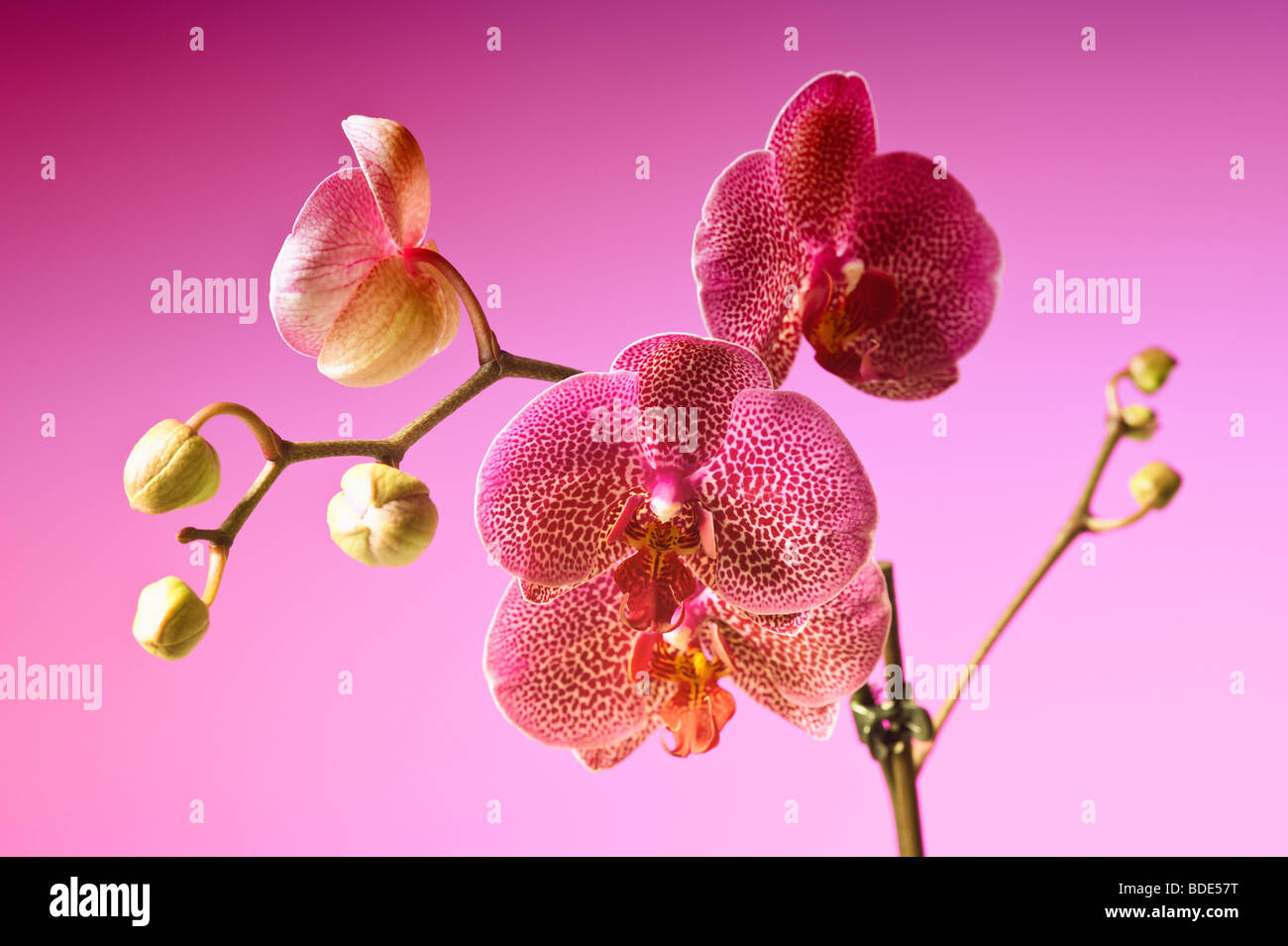 tiger moth lily Stock Photo - Alamy