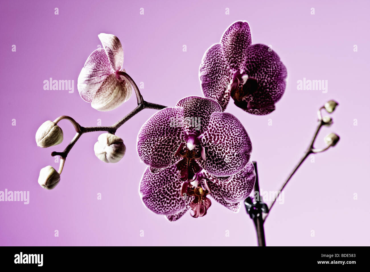 tiger moth lily Stock Photo - Alamy