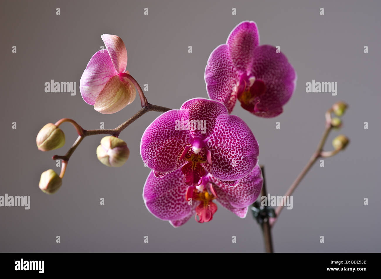 tiger moth lily Stock Photo - Alamy