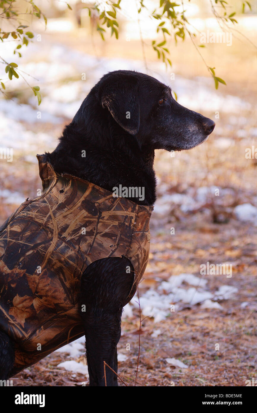 Labrador Retriever Hunting Vest