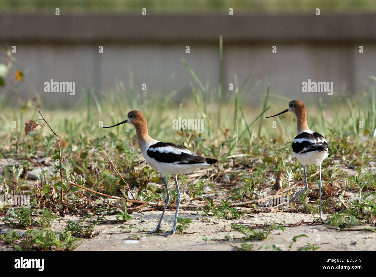 American shore bird hi-res stock photography and images - Alamy