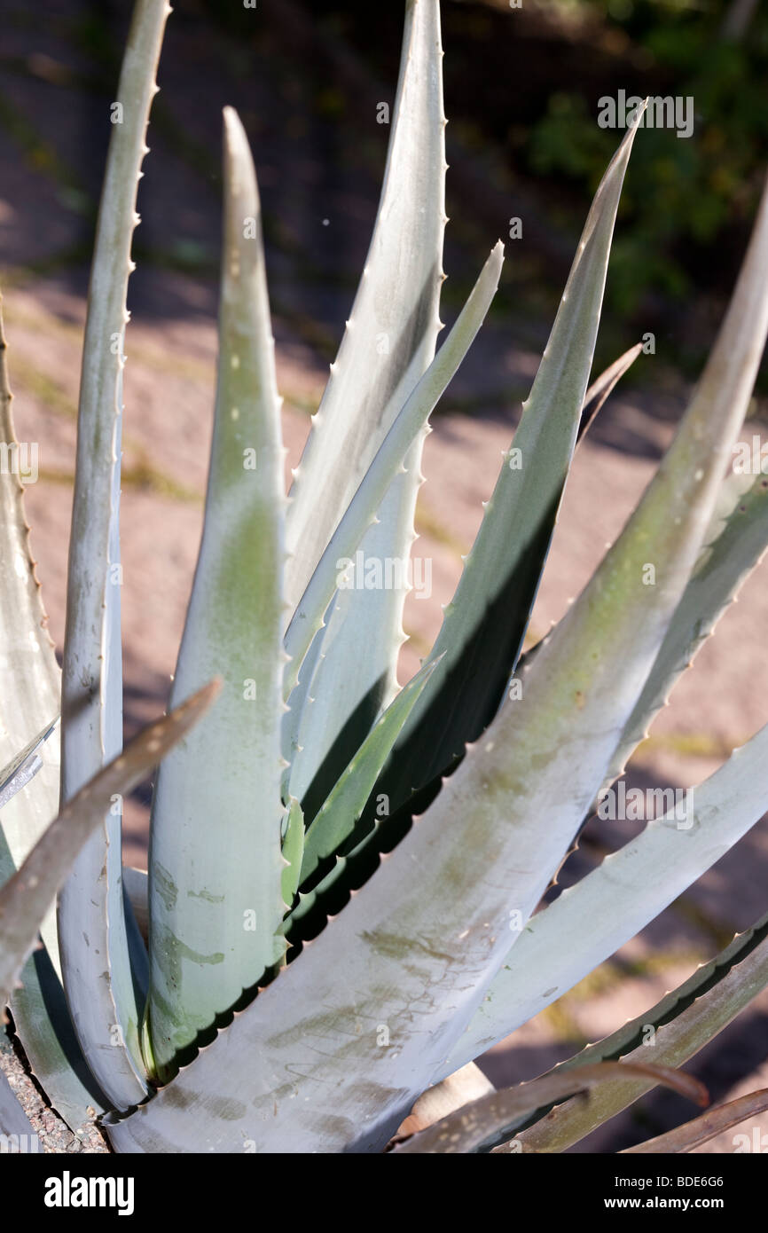 Wild aloe vera hi-res stock photography and images - Alamy