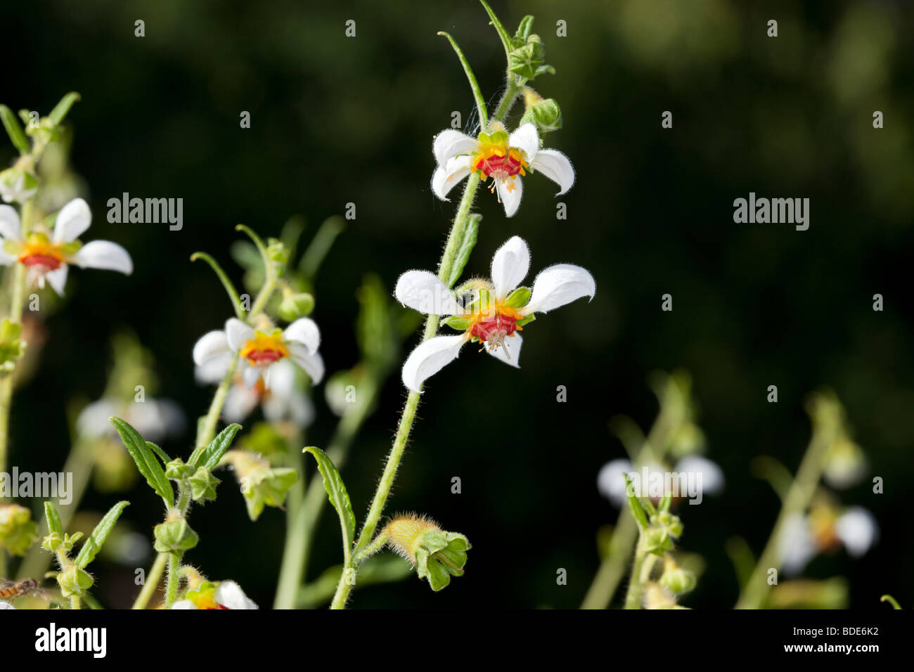 Loasa hi-res stock photography and images - Alamy