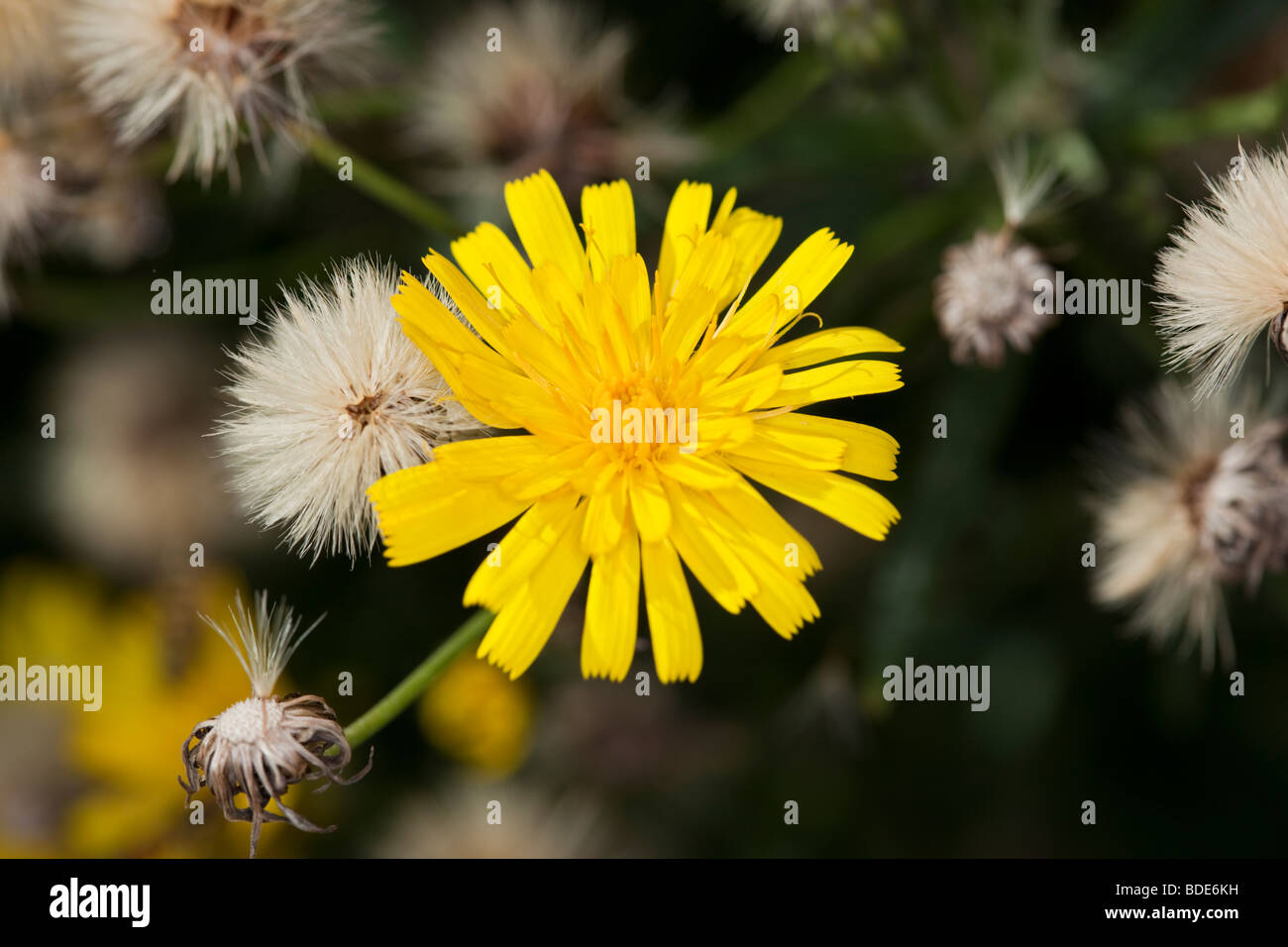 Common Hawkweed, Hagfibbla (Hieracium lachenalii Stock Photo - Alamy