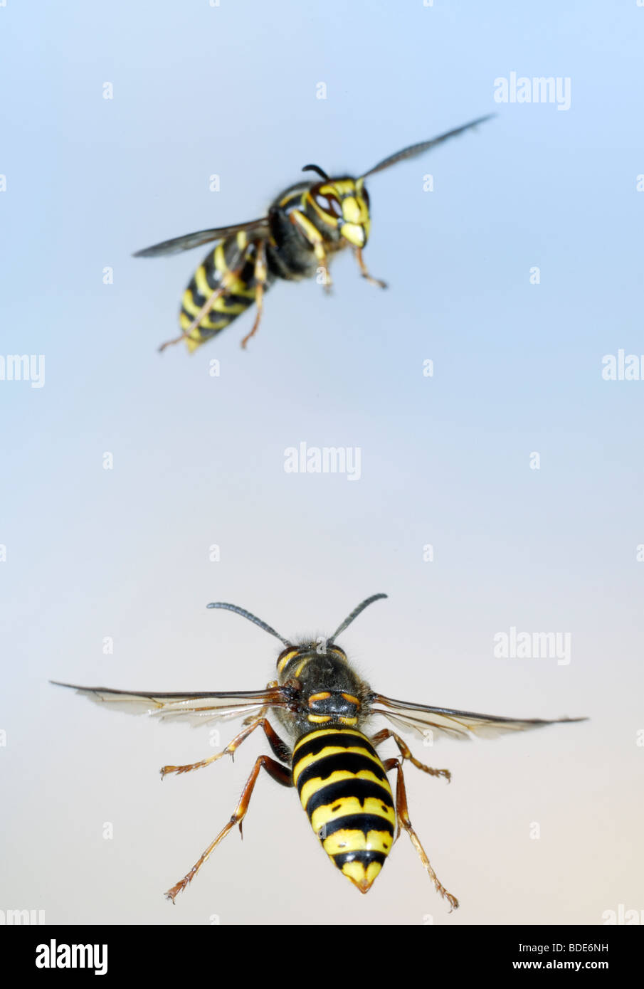 Wasps in flight Stock Photo - Alamy