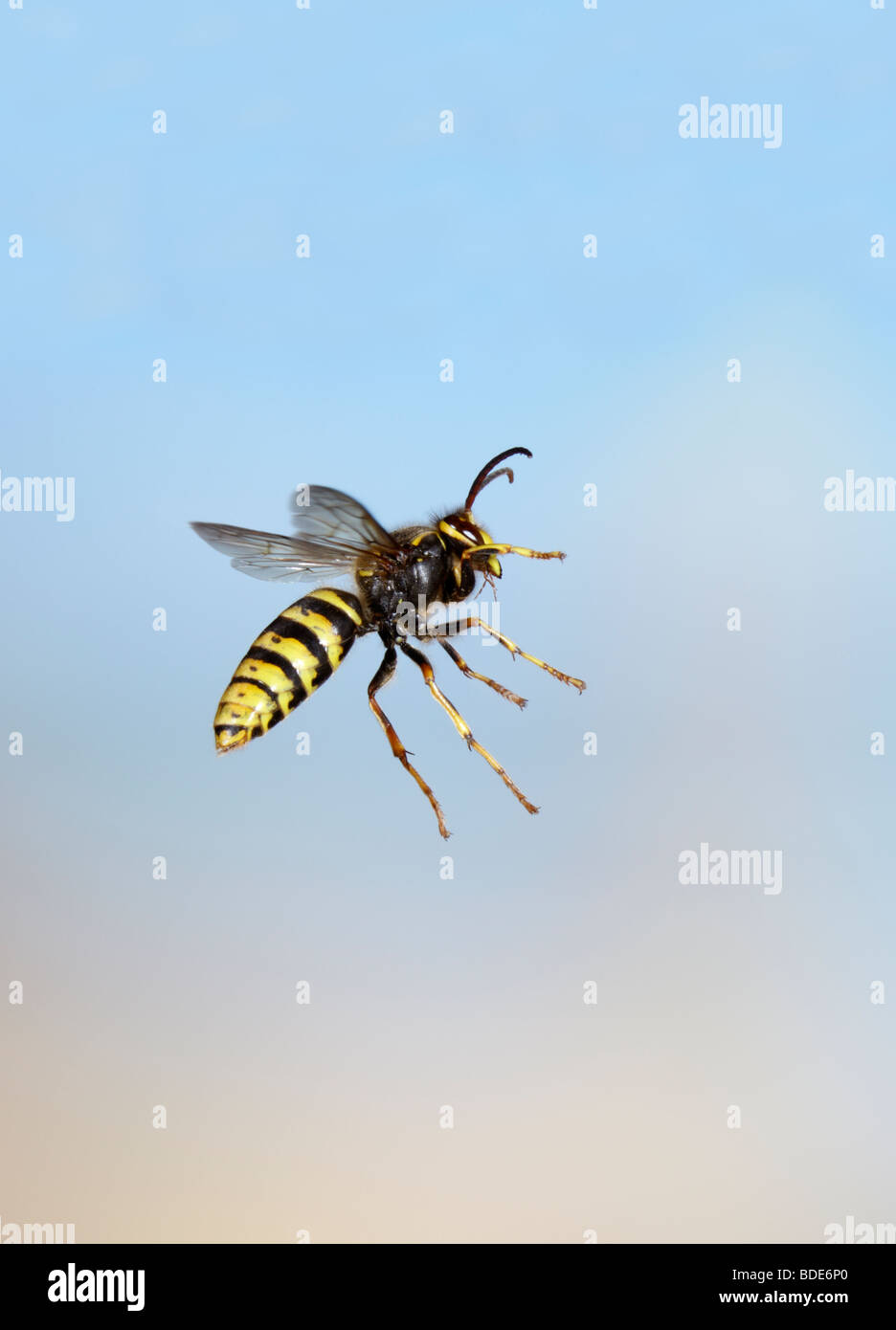 Wasps in flight Stock Photo - Alamy