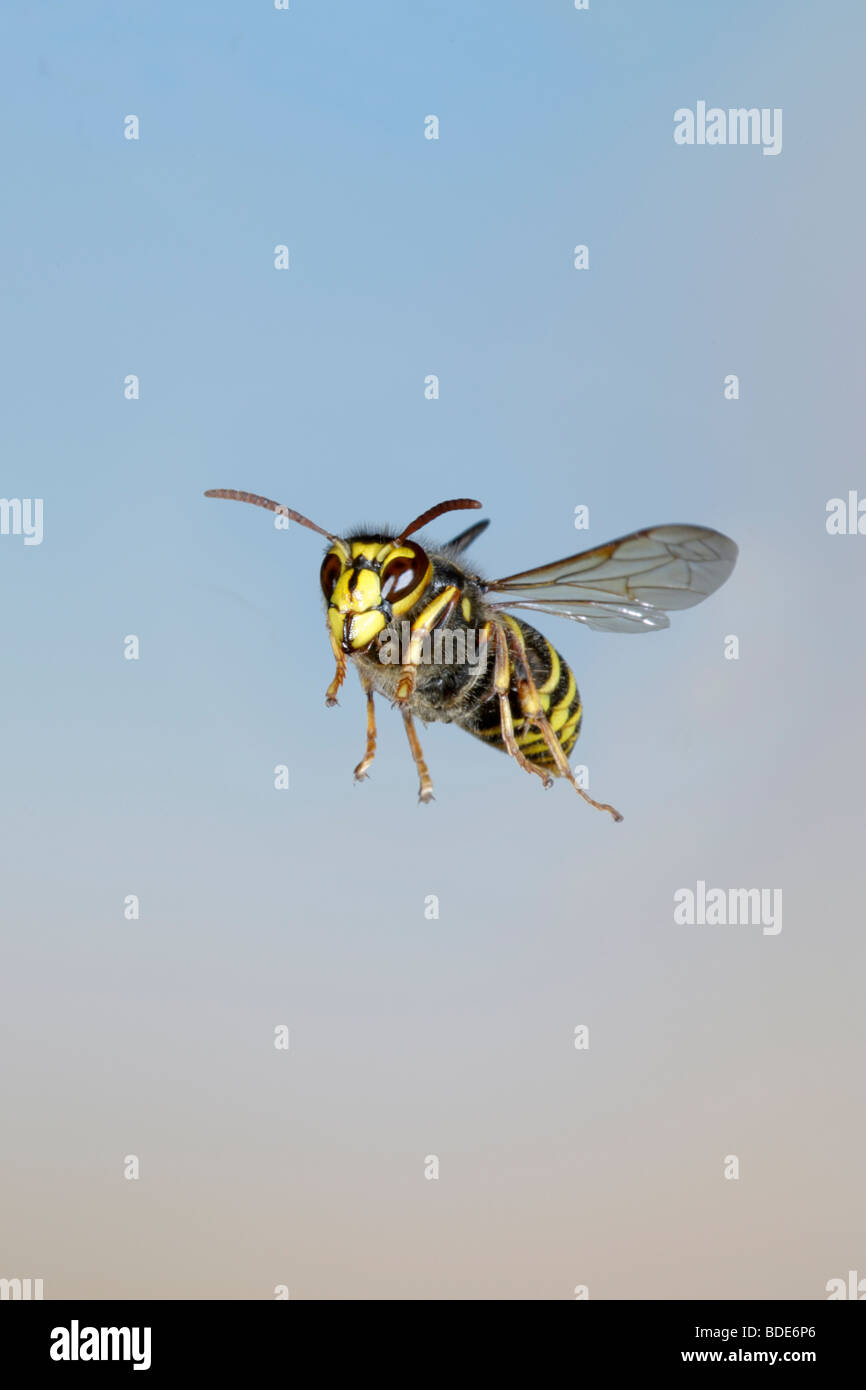 Wasps in flight Stock Photo - Alamy