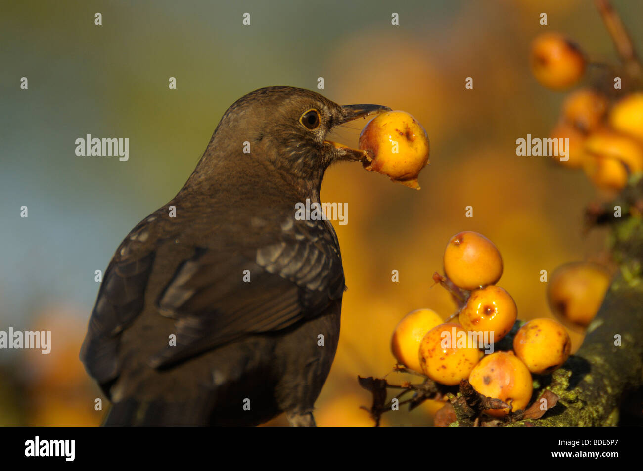 Blackbird apple hi-res stock photography and images - Alamy