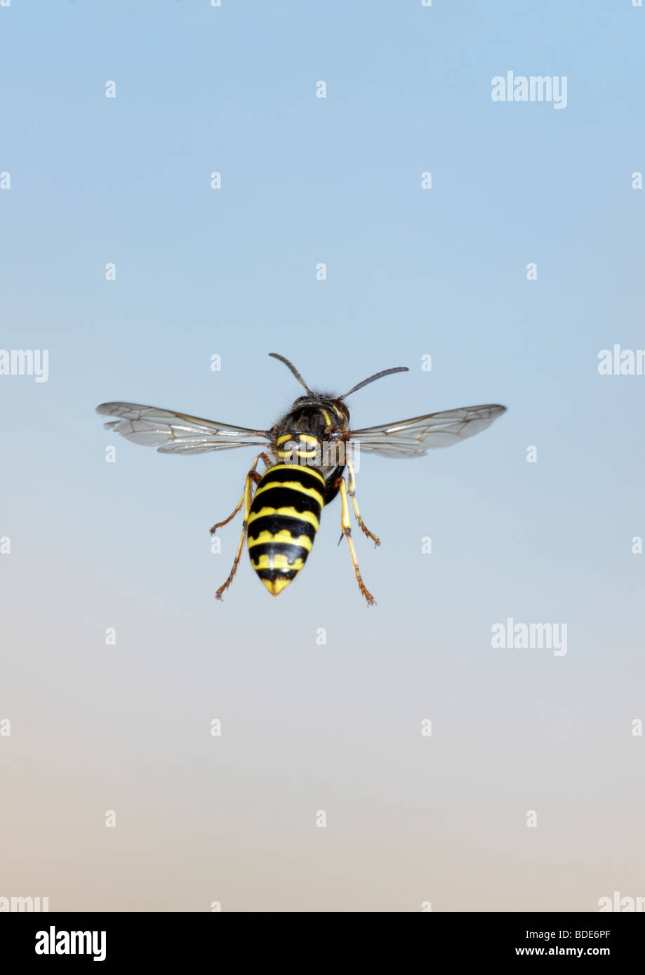 Wasps in flight Stock Photo - Alamy
