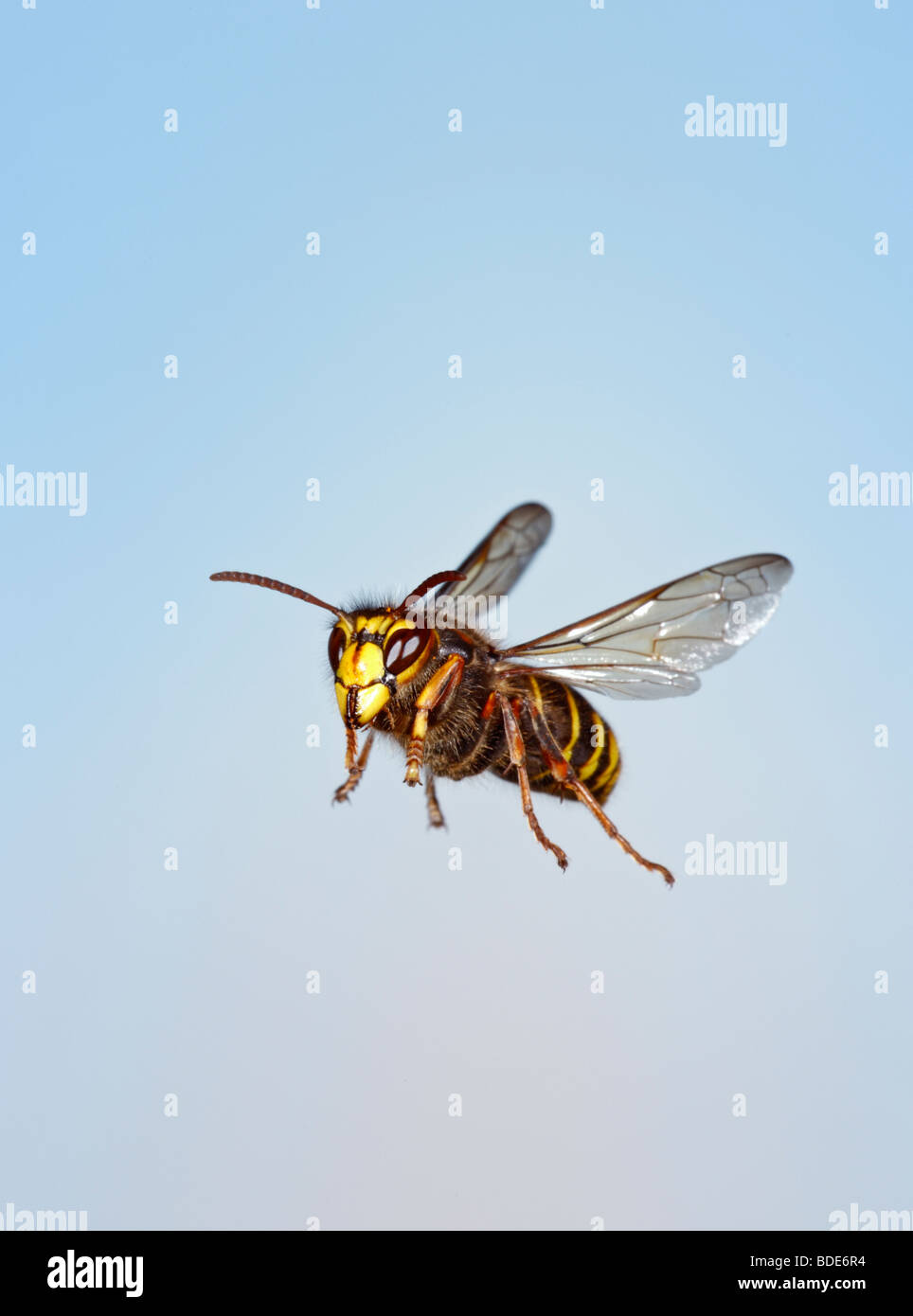 median wasp Dolichovespula media in flight Stock Photo - Alamy