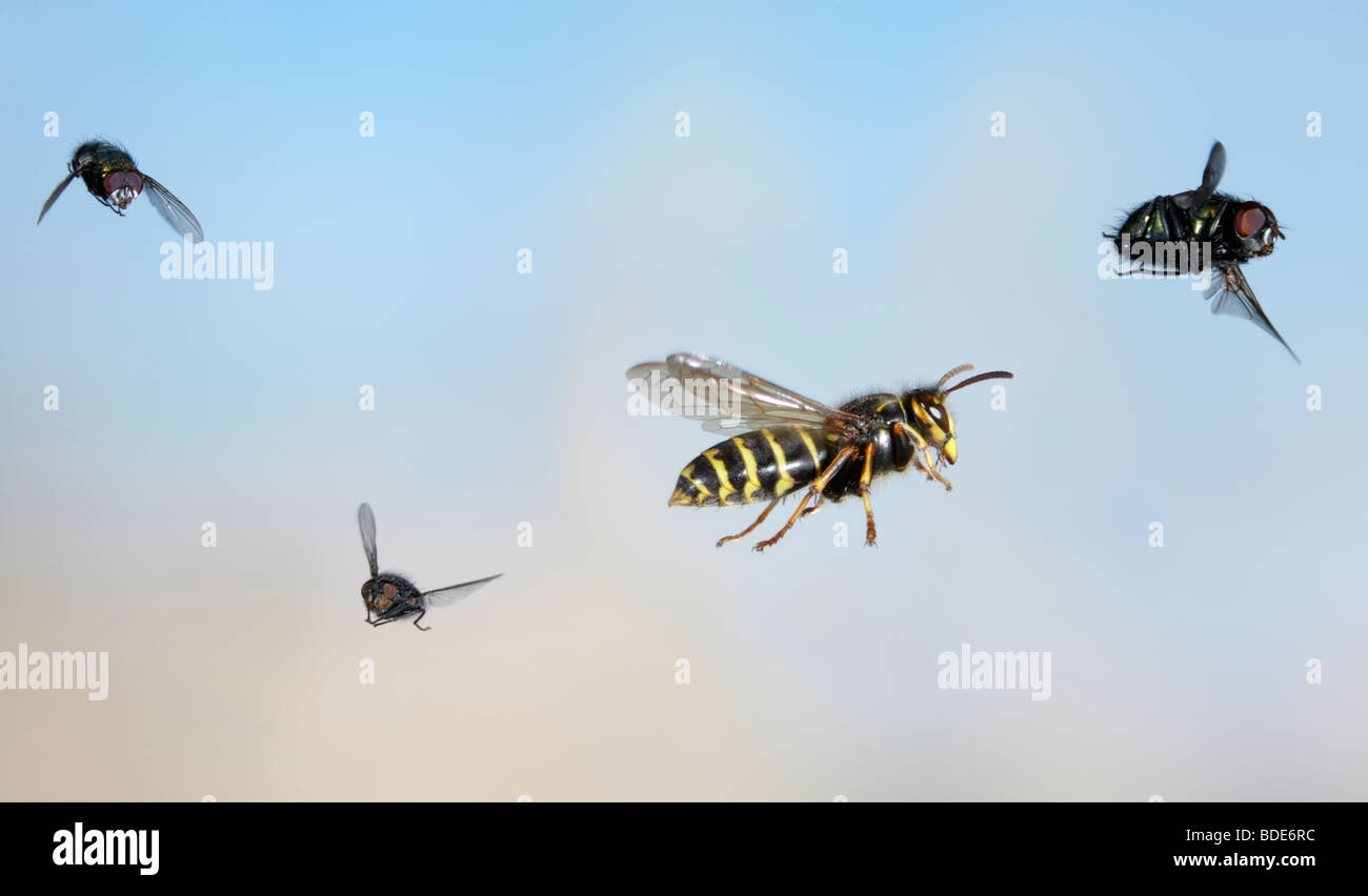 Wasps in flight Stock Photo - Alamy