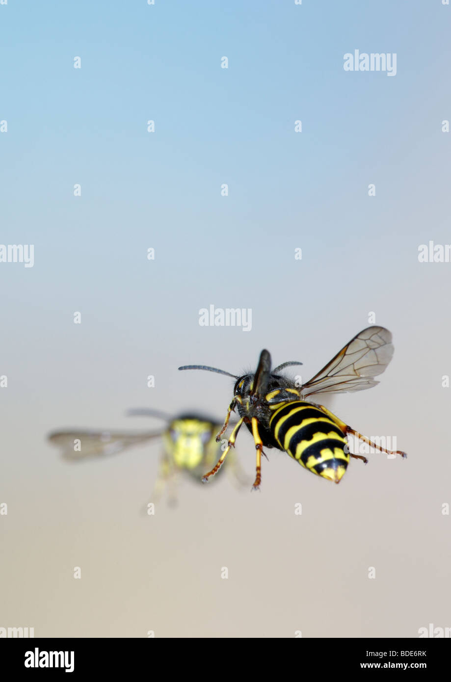 Wasps in flight Stock Photo - Alamy