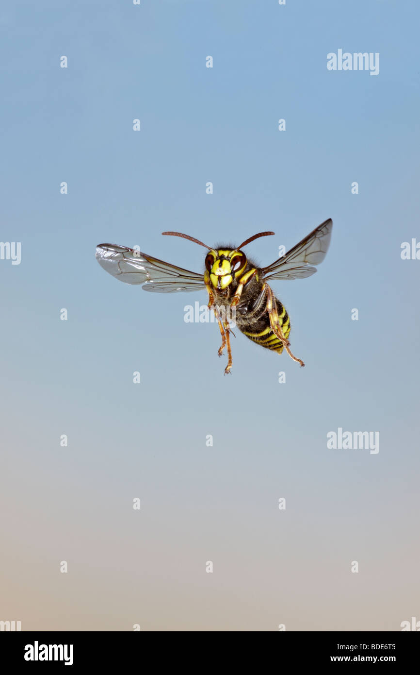 Wasps in flight Stock Photo - Alamy