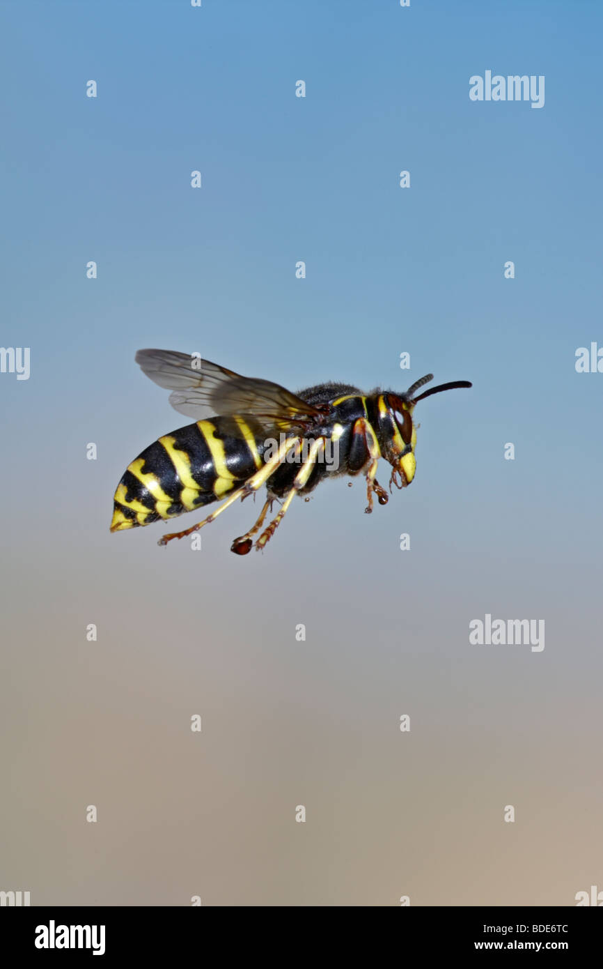 median wasp Dolichovespula media in flight Stock Photo - Alamy