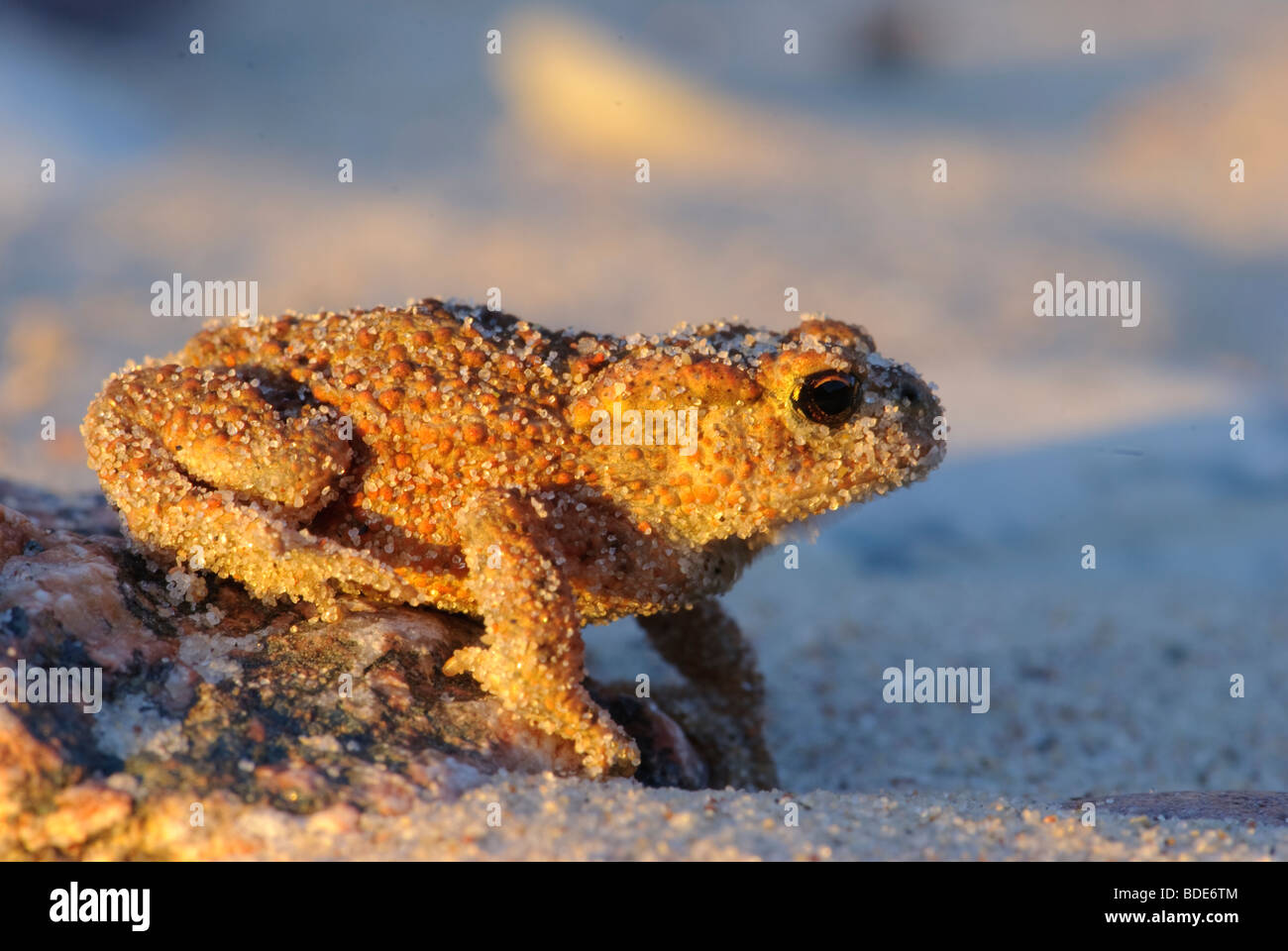 common toad Bufo bufo Stock Photo - Alamy