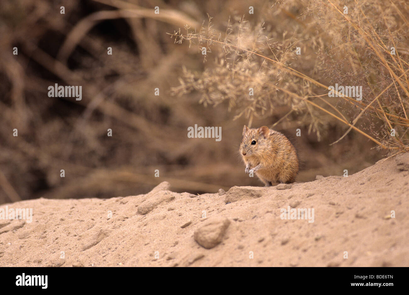 Kalahari Mouse High Resolution Stock Photography and Images - Alamy