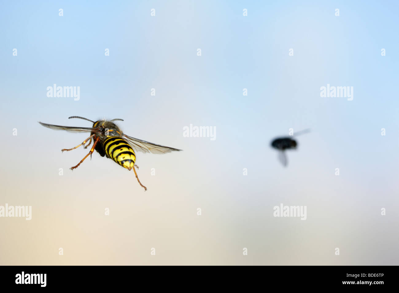 Wasps in flight Stock Photo - Alamy