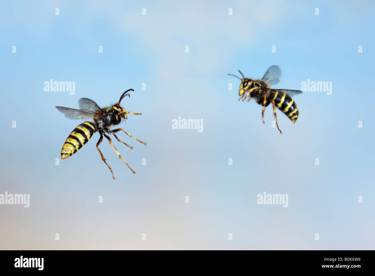 Wasps in flight Stock Photo - Alamy