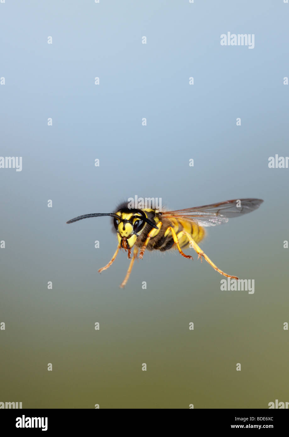 Wasps in flight Stock Photo - Alamy
