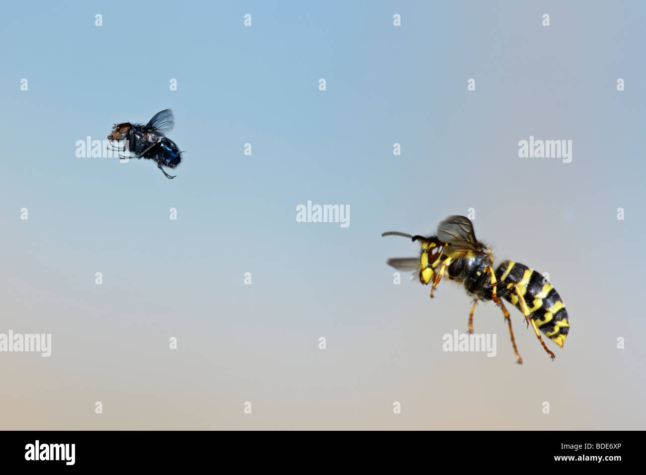 Wasps in flight Stock Photo - Alamy