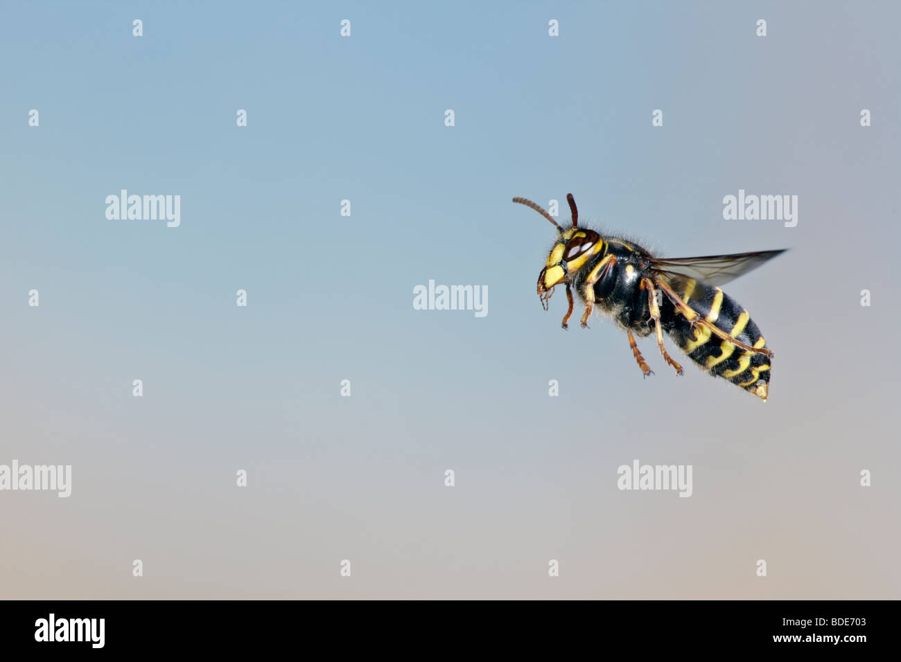 Wasps in flight Stock Photo - Alamy