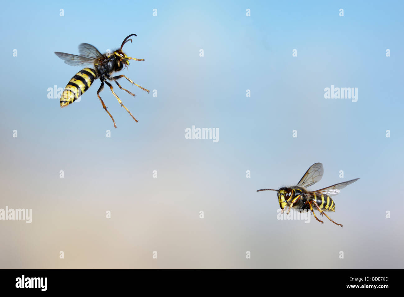 Wasps in flight Stock Photo - Alamy