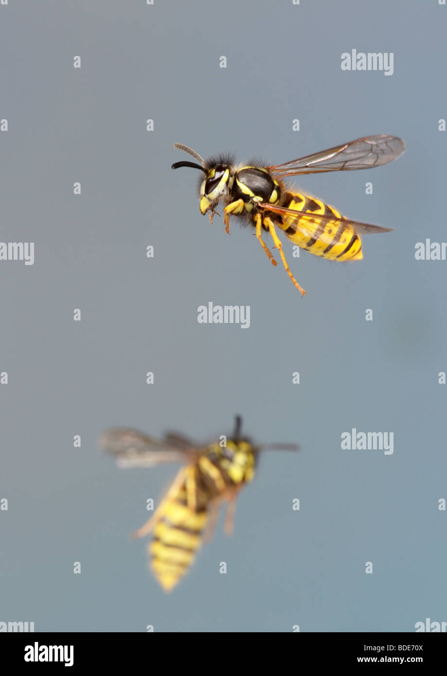 Wasps in flight Stock Photo - Alamy
