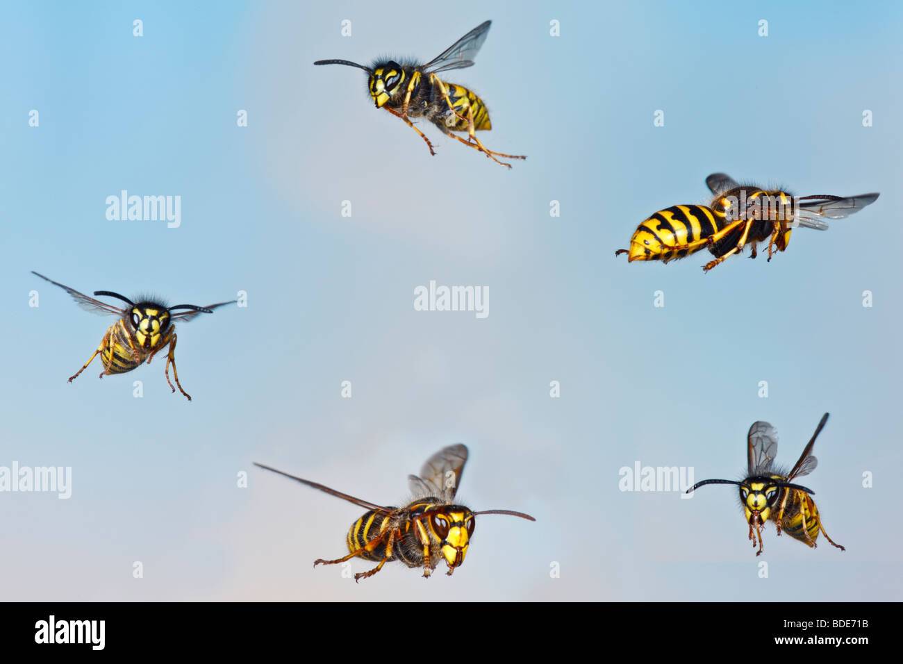 median wasp Dolichovespula media in flight Stock Photo - Alamy