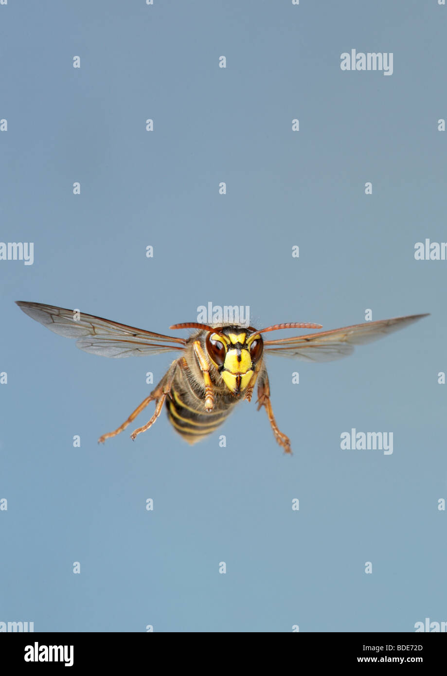 Wasps in flight Stock Photo - Alamy