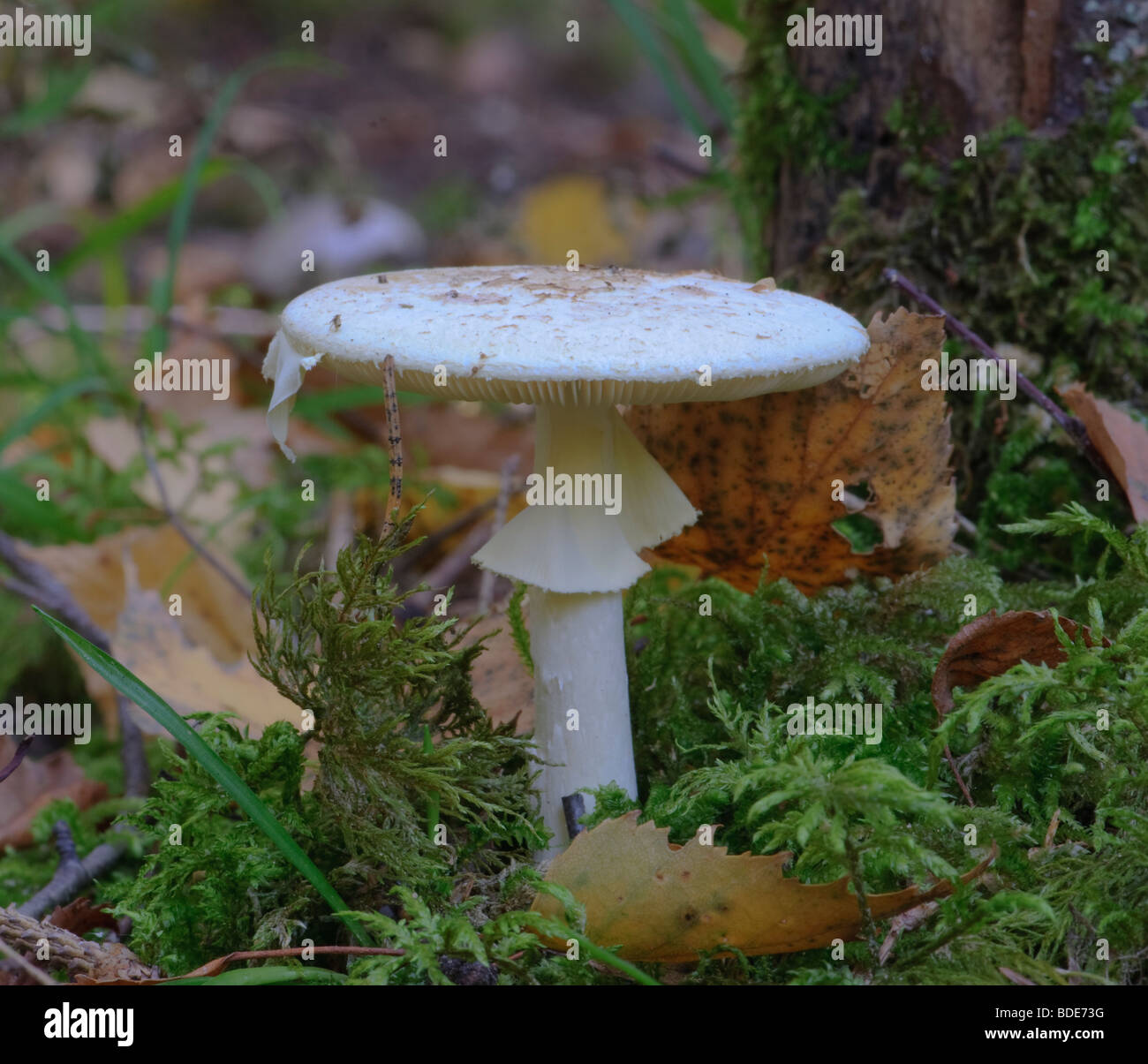 false death cap Amanita citrina Stock Photo - Alamy