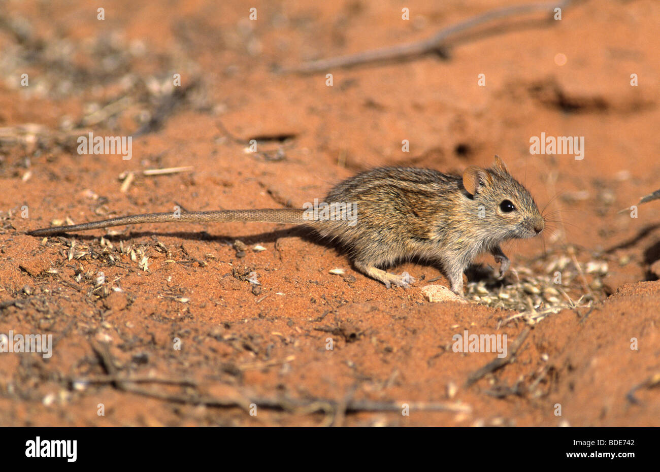 Kalahari Mouse High Resolution Stock Photography and Images - Alamy