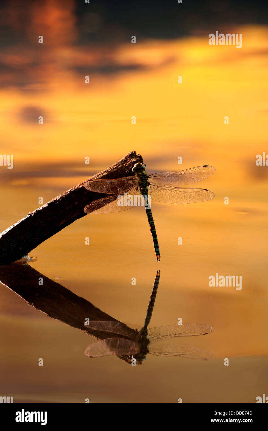 Early dragonfly hi-res stock photography and images - Alamy
