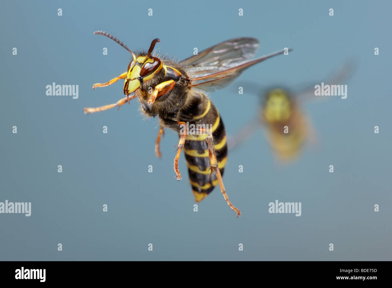 Wasps in flight Stock Photo - Alamy