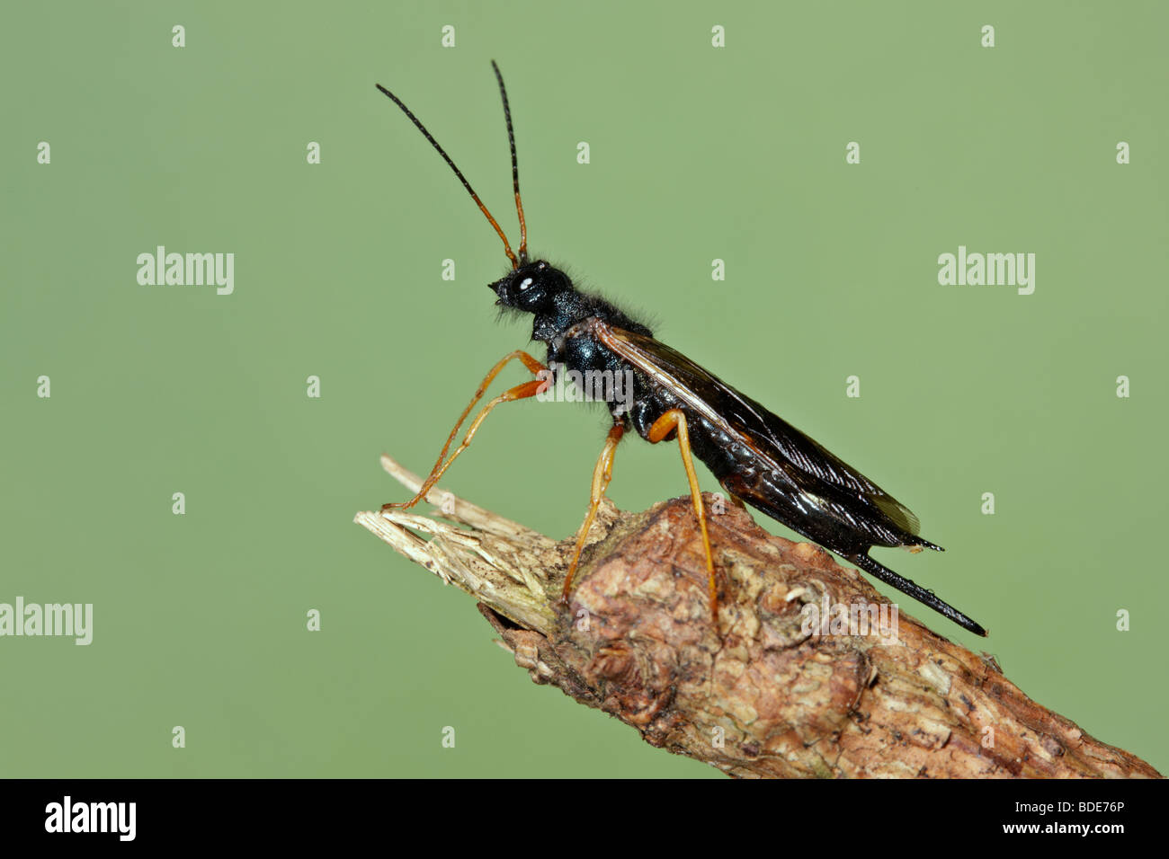 Pimpla Instigator High Resolution Stock Photography and Images - Alamy