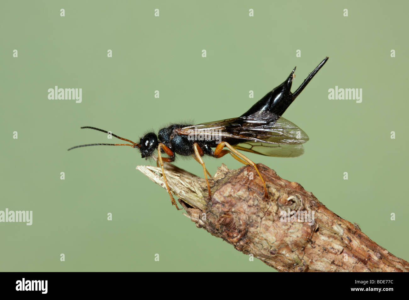 Pimpla instigator ichnuemon fly Stock Photo - Alamy