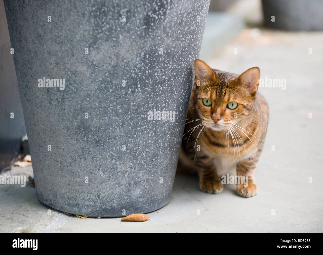 Domestic cat hunting hi-res stock photography and images - Alamy