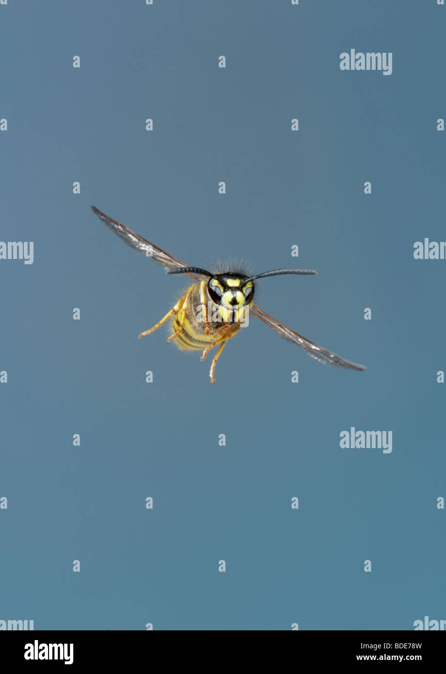 Wasps in flight Stock Photo - Alamy