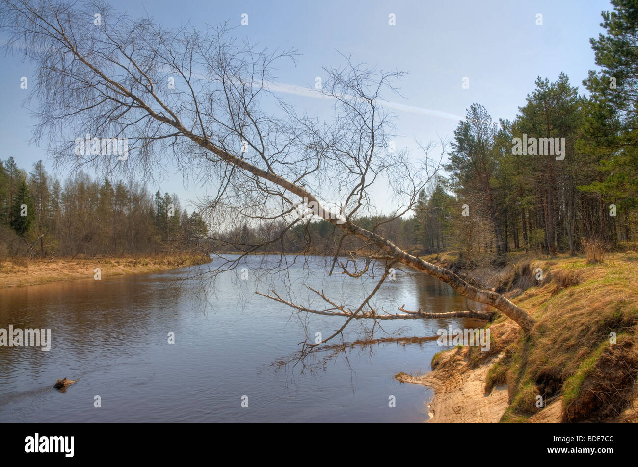 Birch tree falling into River Gauja Stock Photo - Alamy