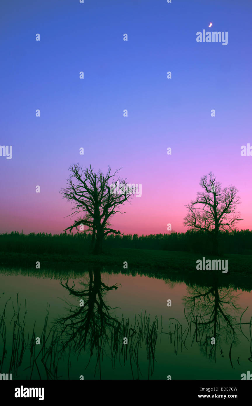 Silhouettes of two oaks at night Stock Photo - Alamy
