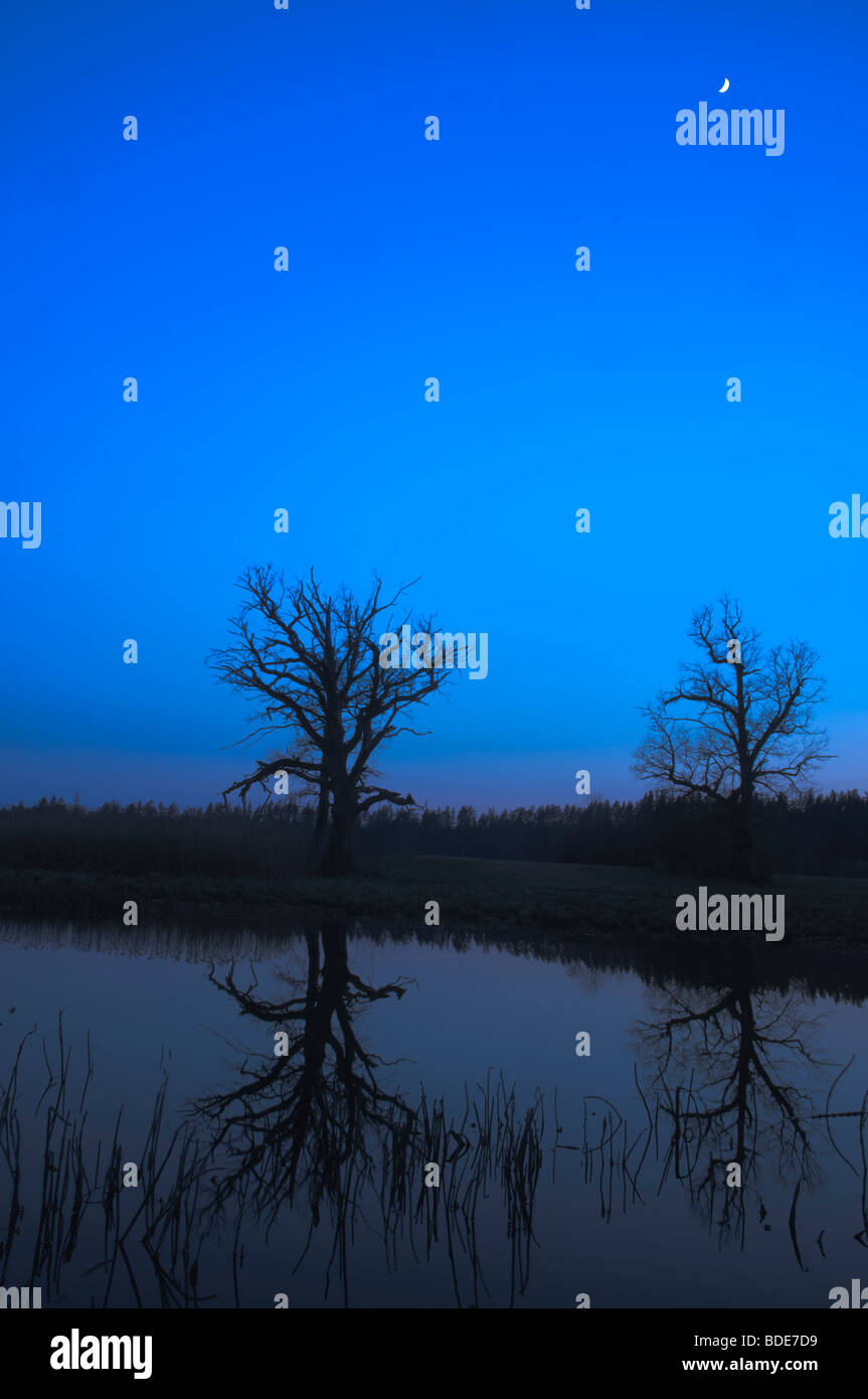Silhouettes of two oaks at night Stock Photo - Alamy
