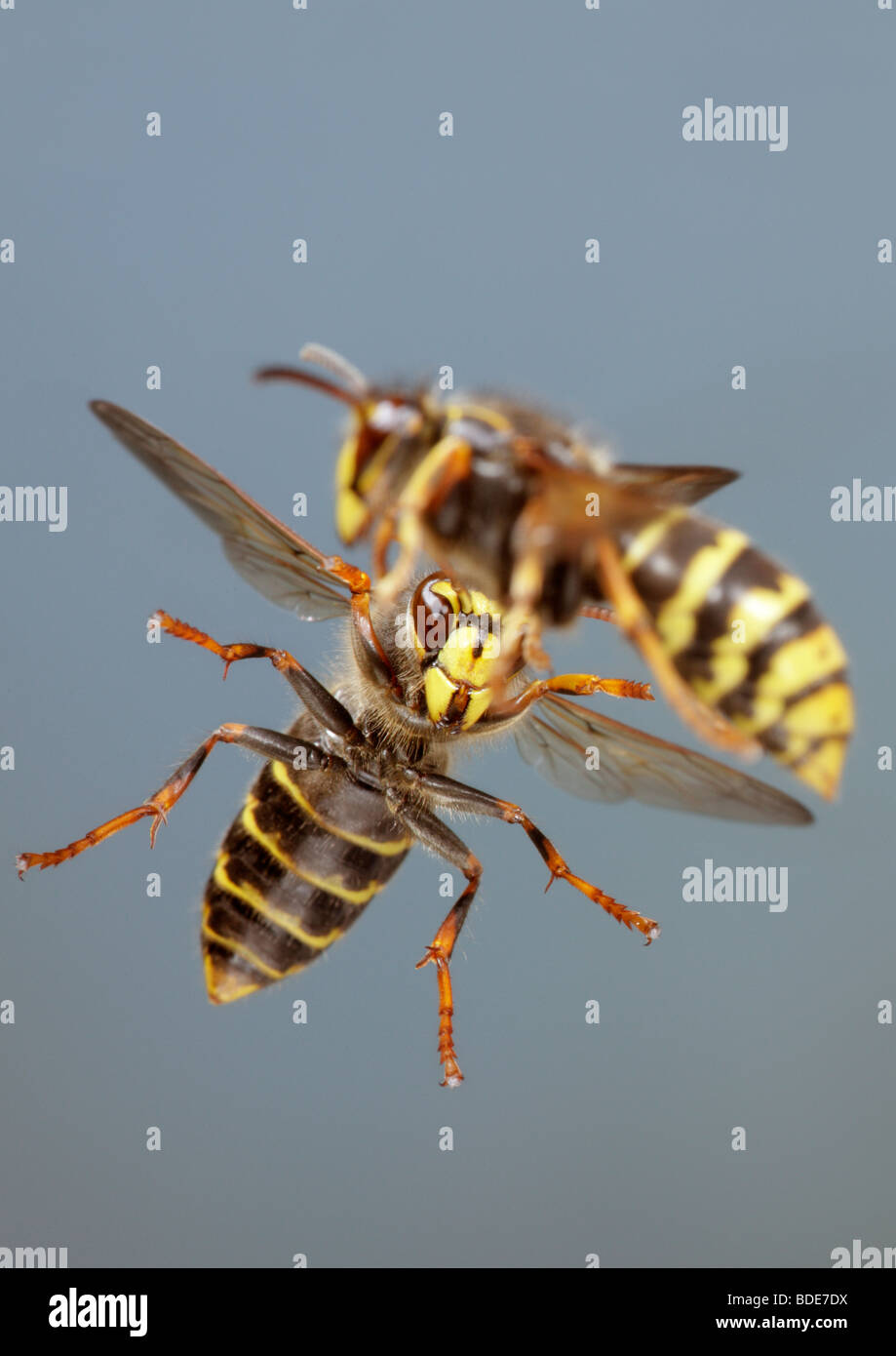 median wasp Dolichovespula media in flight Stock Photo - Alamy